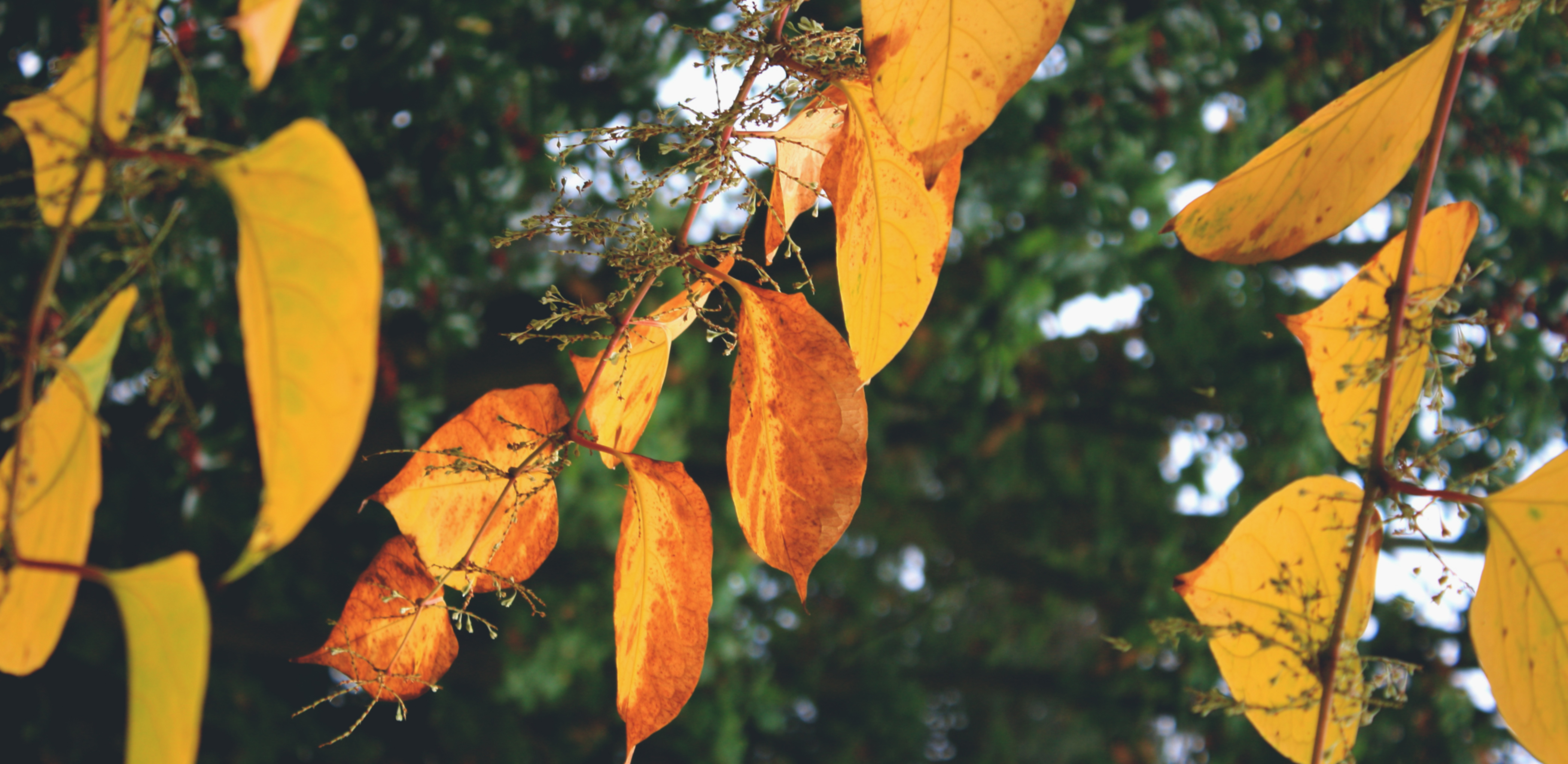 Services & Fees – unconquerable souls